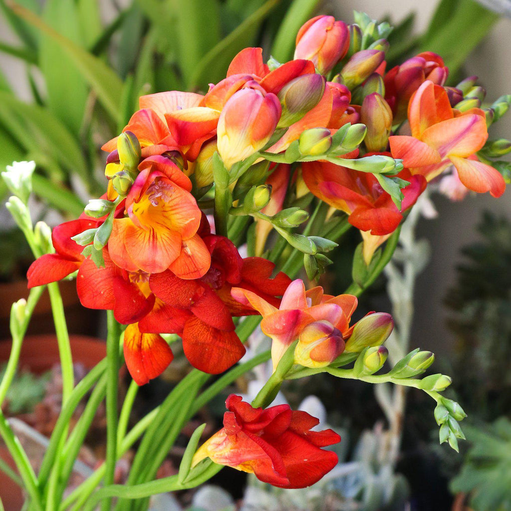 Red & Yellow Freesia Bulbs for Sale Online | Double Bi-Color – Easy To ...