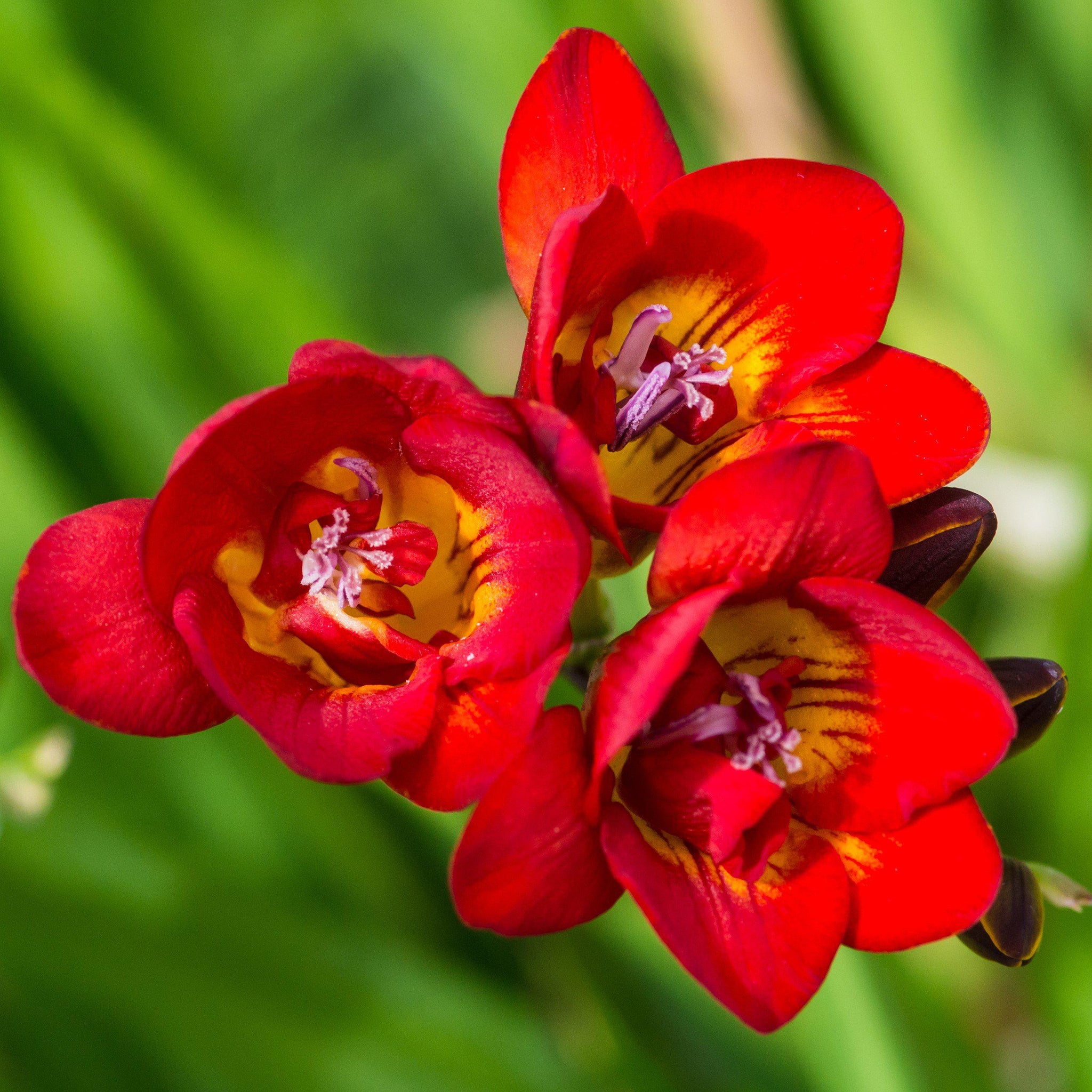 Fragrant & Colorful Freesia Bulbs for Sale Online | Doubles Mix – Easy ...