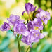 Fragrant Purple Freesia Bulbs for Sale Online | Double Blue – Easy To ...