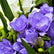 Fragrant Purple Freesia Bulbs for Sale Online | Double Blue – Easy To ...