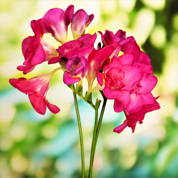 Freesia Planting & Growing Guide - Easy to Grow Bulbs – Easy To Grow Bulbs