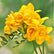 Double Freesia Bulbs For Sale | Cottage Garden Collection – Easy To ...