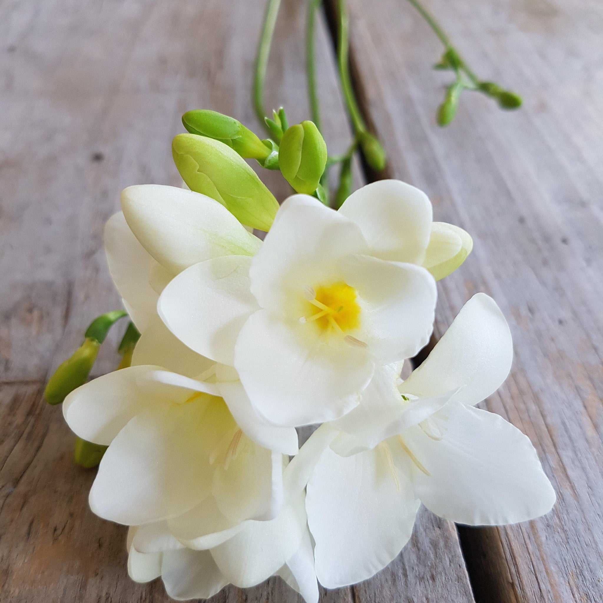 Fragrant Freesia Bulbs For Sale | Bountiful Bouquets Collection – Easy ...