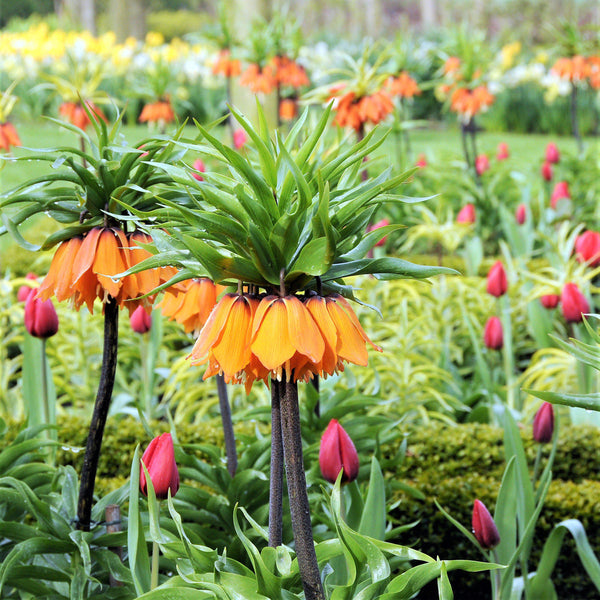 Orange Fritillaria Bulbs for Sale Online | Crown Imperial Aurora – Easy ...