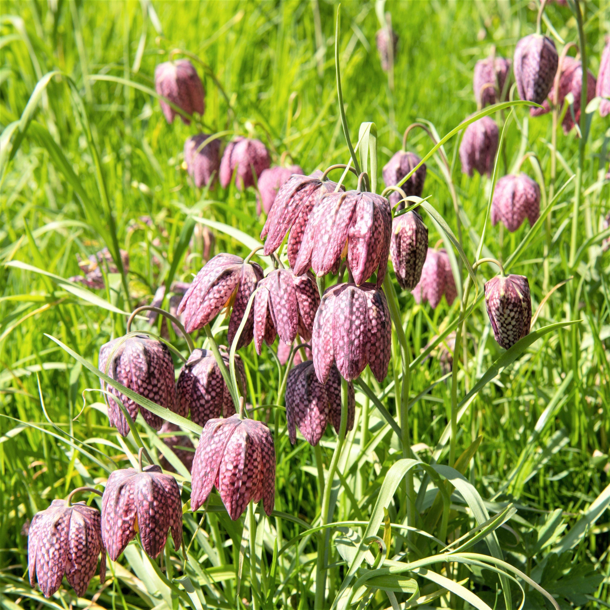 Fritillaria Bulbs for Sale Online | Checkered Lily Meleagris – Easy To ...