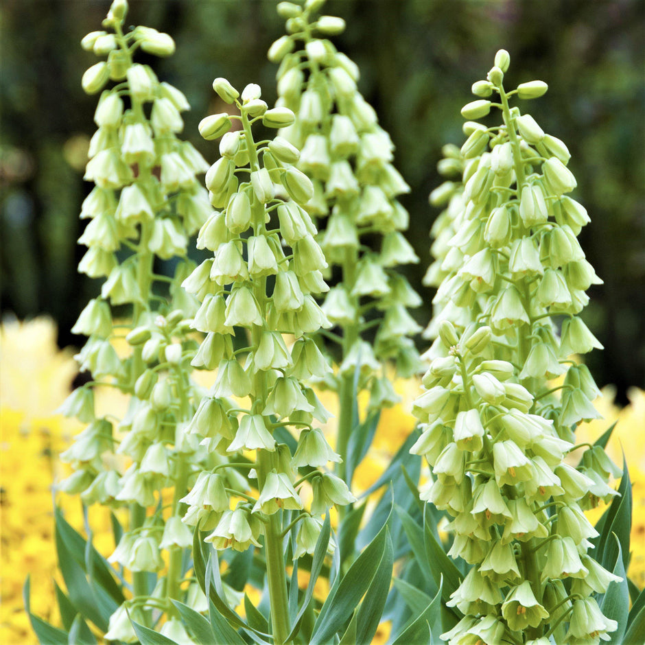 Fritillaria Bulbs for Sale – Easy To Grow Bulbs