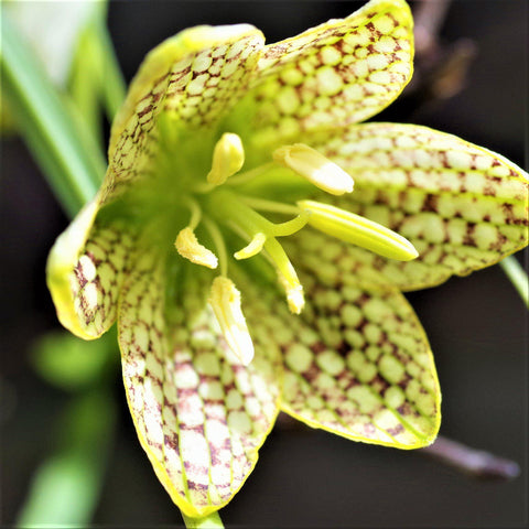 Fritillaria Planting Guide – Easy To Grow Bulbs