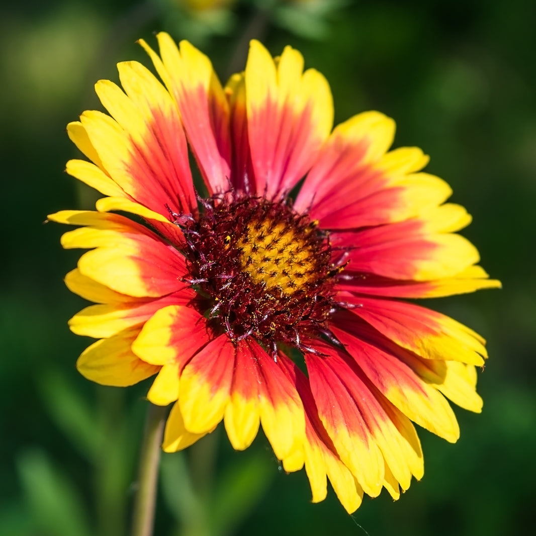 Daisy-Like Starter Plant For Sale | Gaillardia (Blanket Flower) – Easy ...