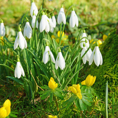 Yellow Eranthis & White Galanthus Bulbs For Sale Online – Easy To Grow ...