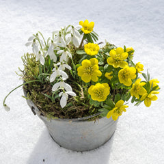 Yellow Eranthis & White Galanthus Bulbs For Sale Online – Easy To Grow ...