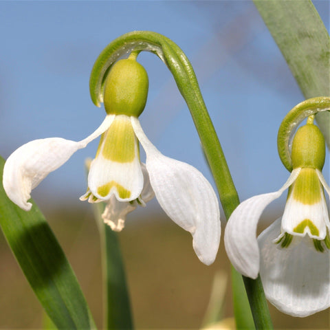 Snowdrop (Galanthus) Bulbs for Sale – Easy To Grow Bulbs