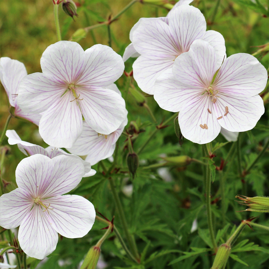 White Geranium Plants