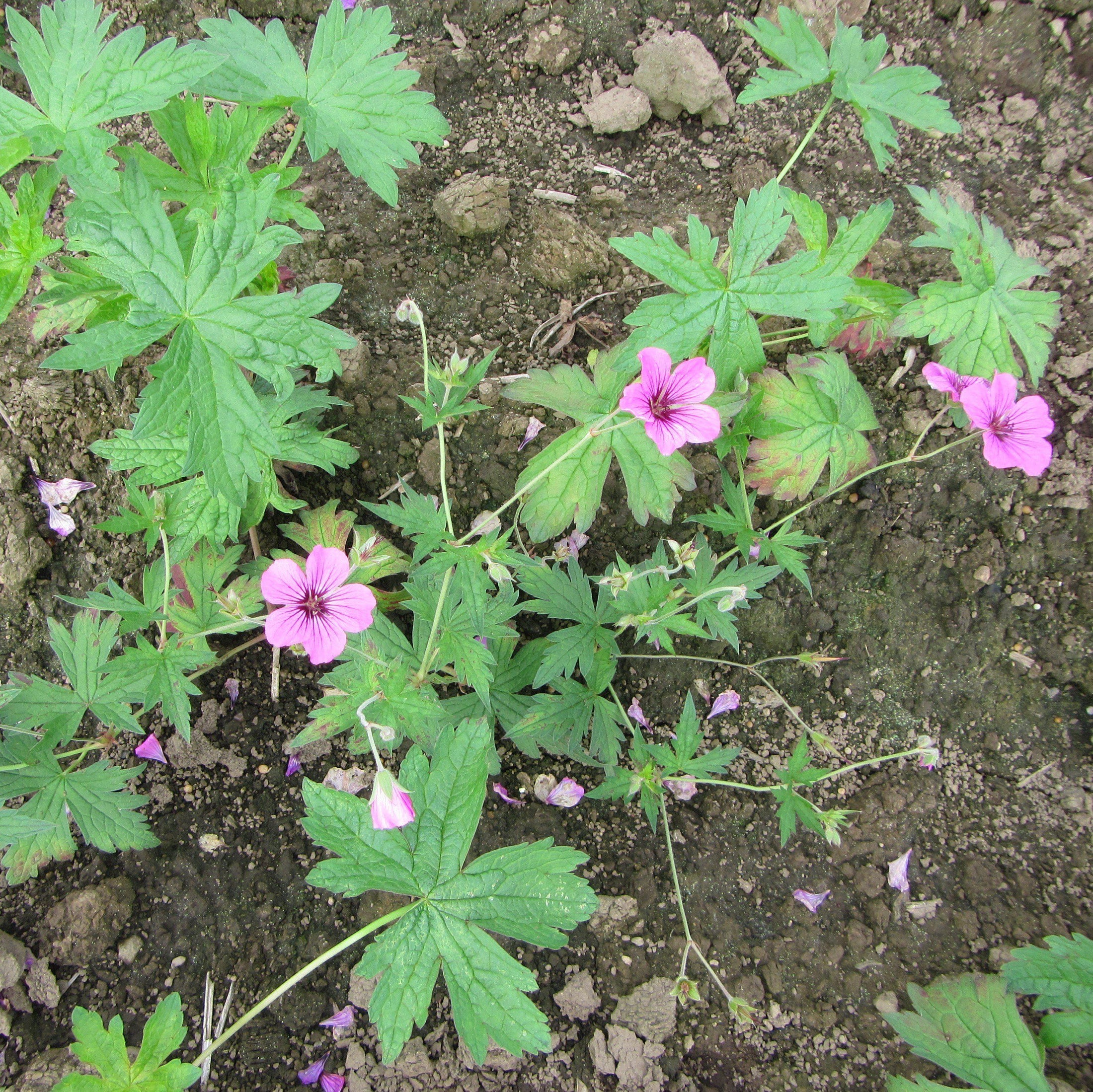 Fuchsia Geranium Bare Root Perennial Plants for Sale | Patricia – Easy ...