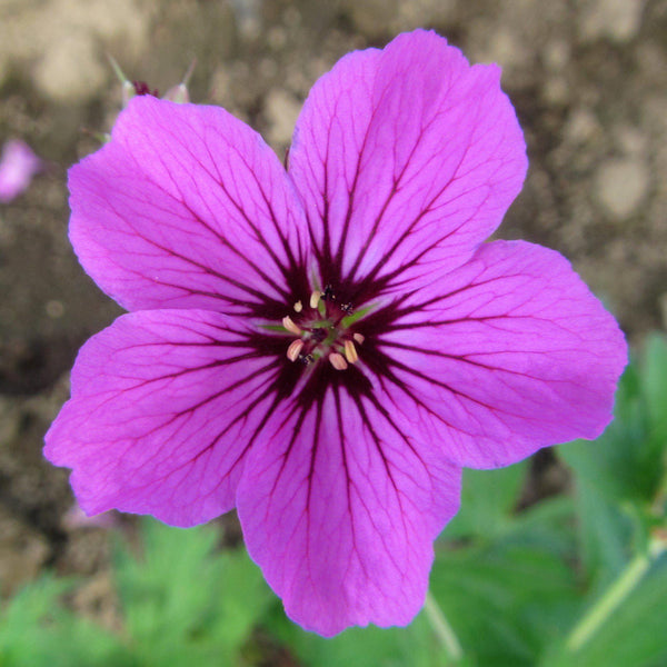 Fuchsia Geranium Bare Root Perennial Plants for Sale | Patricia – Easy ...