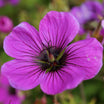 Fuchsia Geranium Bare Root Perennial Plants for Sale | Patricia – Easy ...