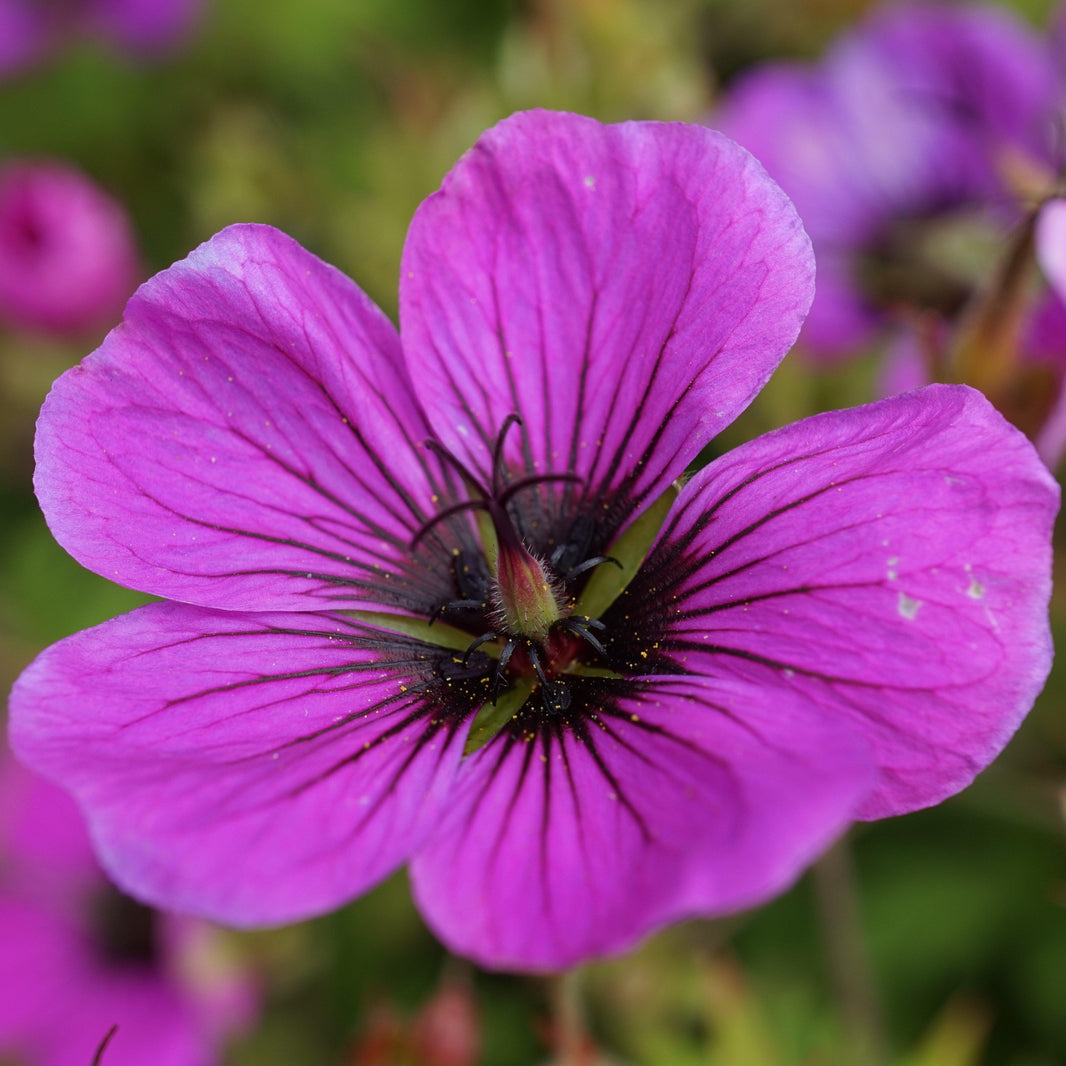 Hardy Geranium (Perennial Cranesbill) – Easy To Grow Bulbs
