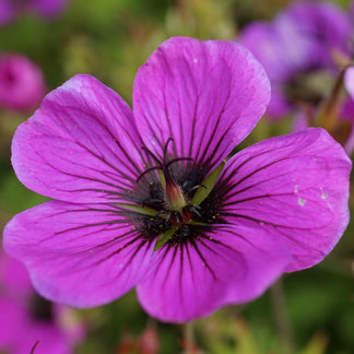 Fuchsia Geranium Bare Root Perennial Plants for Sale | Patricia – Easy ...
