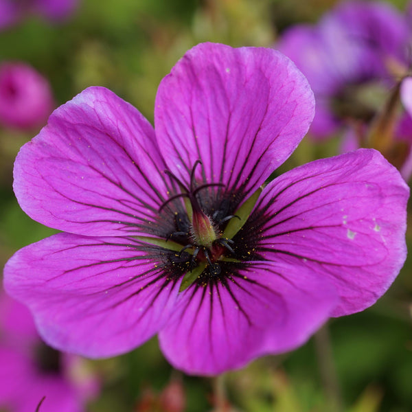 Perennial Geranium Planting & Growing Guide - Easy to Grow – Easy To ...