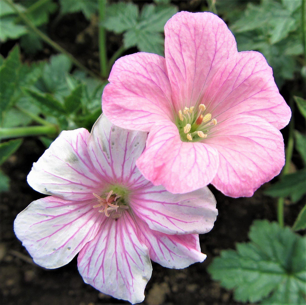 Hardy Geranium (Perennial Cranesbill) – Easy To Grow Bulbs