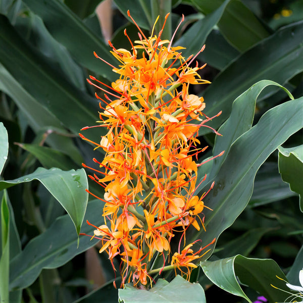 Ginger Bulbs for Sale – Easy To Grow Bulbs