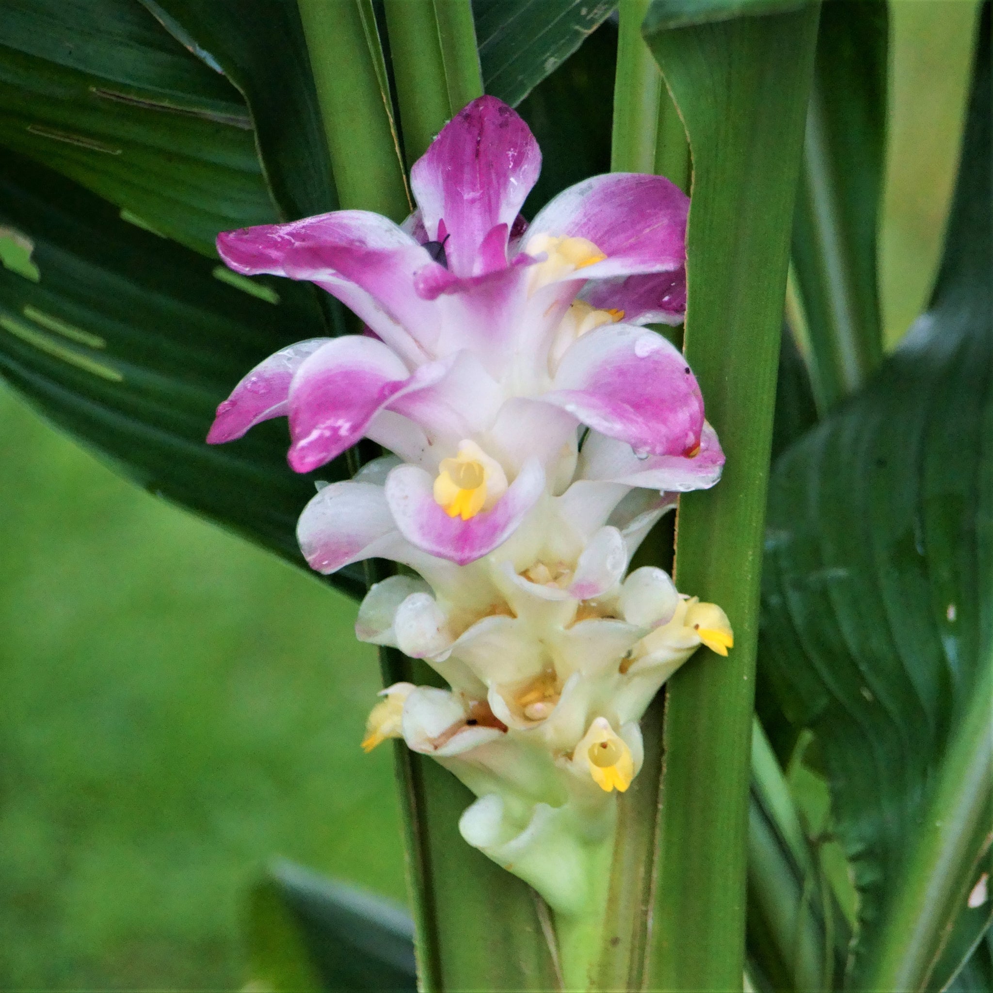 White & Purple Ginger Tubers for Sale Online | Bicolor Wonder – Easy To ...