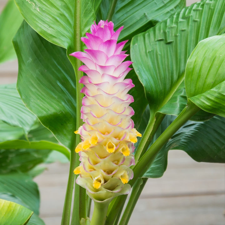 Ginger Bulbs for Sale – Easy To Grow Bulbs