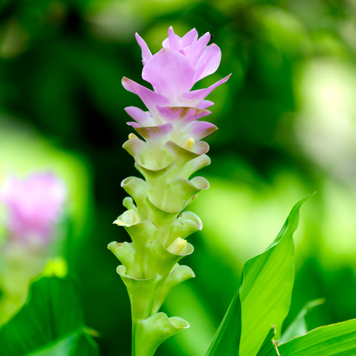 Ginger Bulbs for Sale – Easy To Grow Bulbs