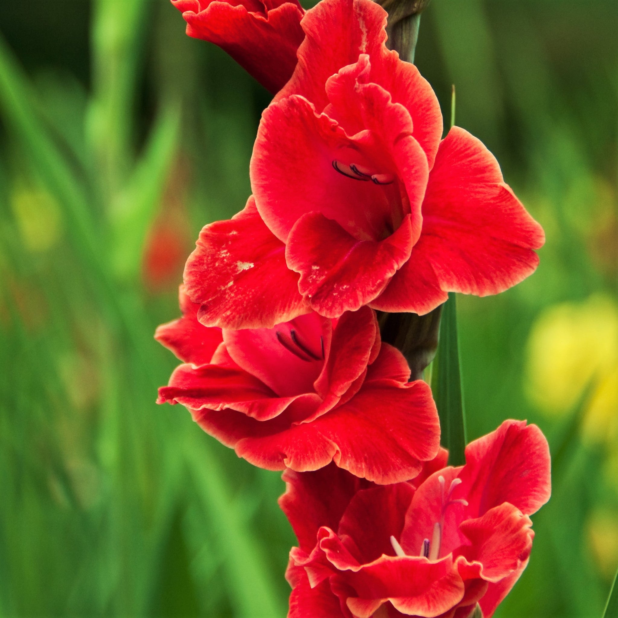 Radiant Scarlet Red Gladiolus Bulbs for Sale Online | Atom – Easy To ...