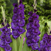 Pretty Rich Violet Gladiolus Bulbs For Sale Online | Purple Flora ...