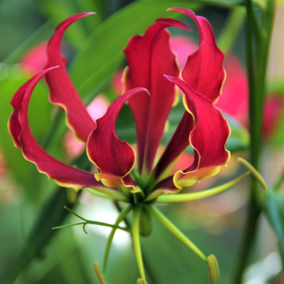 Gloriosa Planting & Growing Guide - Easy to Grow – Easy To Grow Bulbs