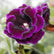 Stunning Deep Purple Gloxinia Bulbs for Sale Online | Violacea – Easy ...