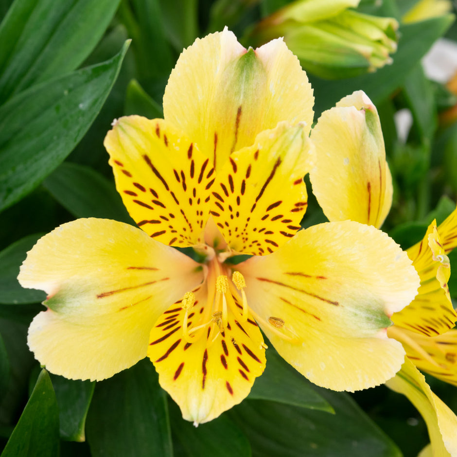 Beautiful Peruvian Lily | Alstroemeria Plants For Sale Online – Easy To ...