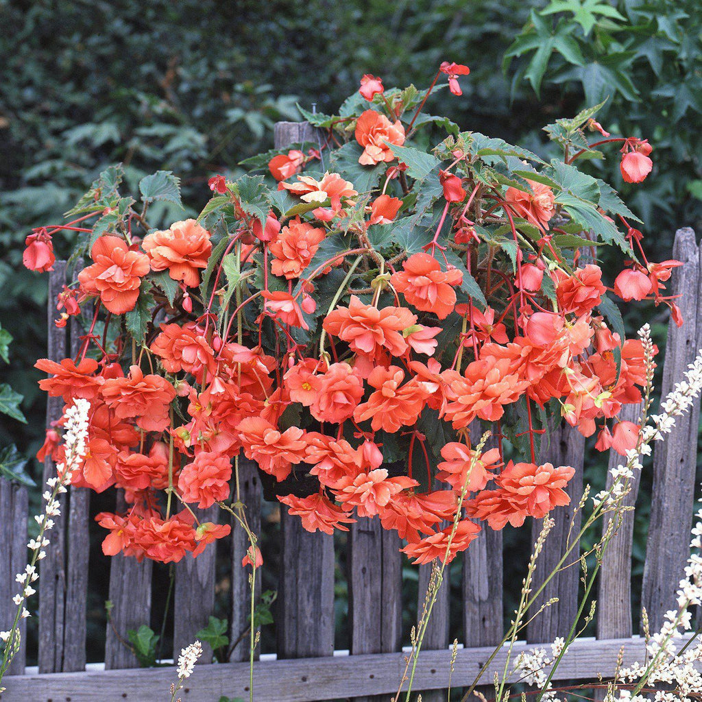 Begonia Bulbs for Sale – Easy To Grow Bulbs