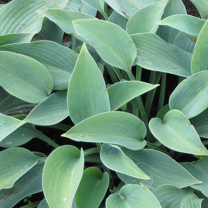 Hosta Bulbs for Sale Online – Easy To Grow Bulbs