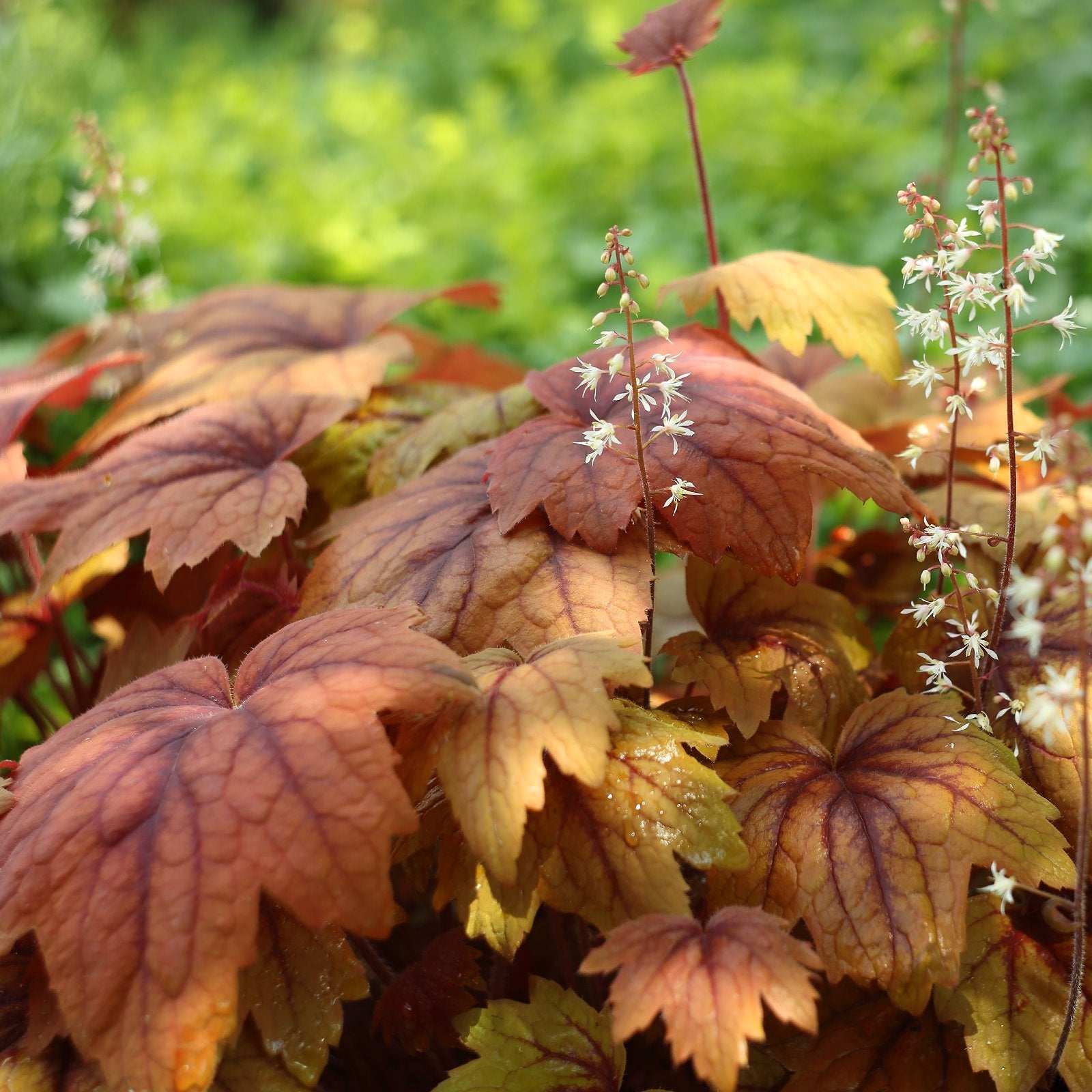 Heucherella Sweet Tea