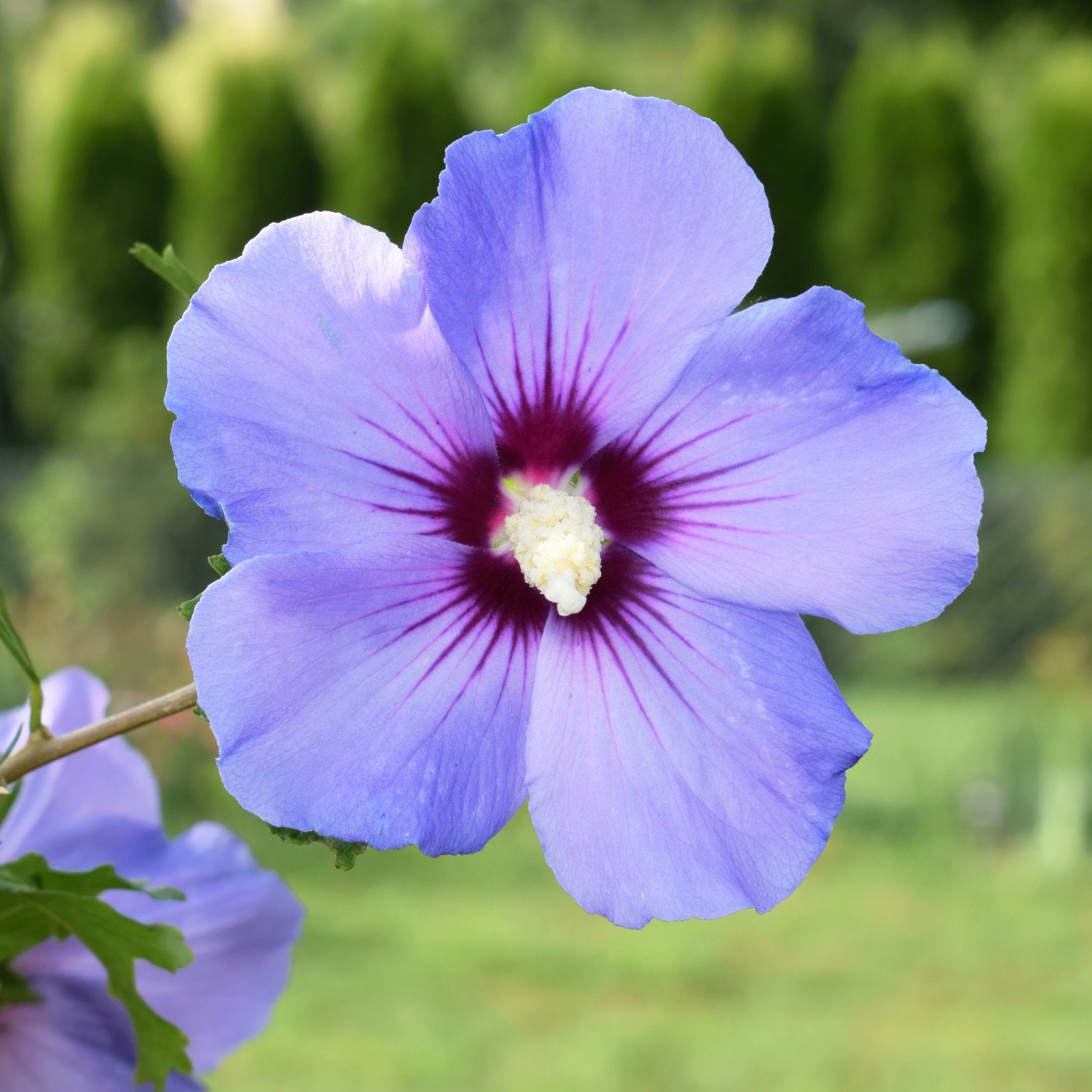 Blue Hibiscus Flowers