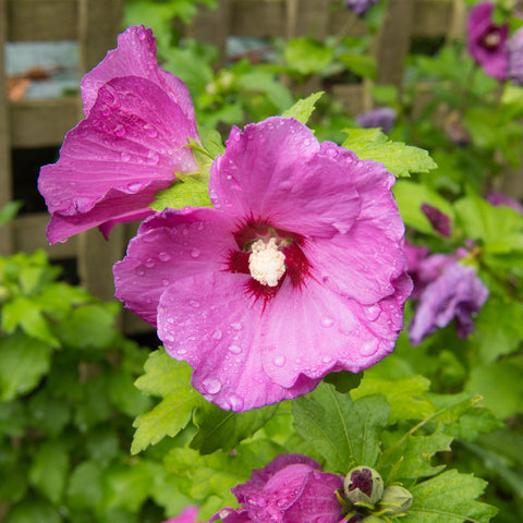 Hibiscus – Easy To Grow Bulbs