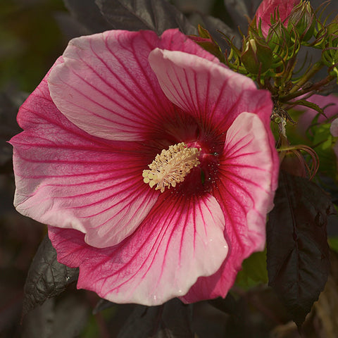 Hibiscus – Easy To Grow Bulbs