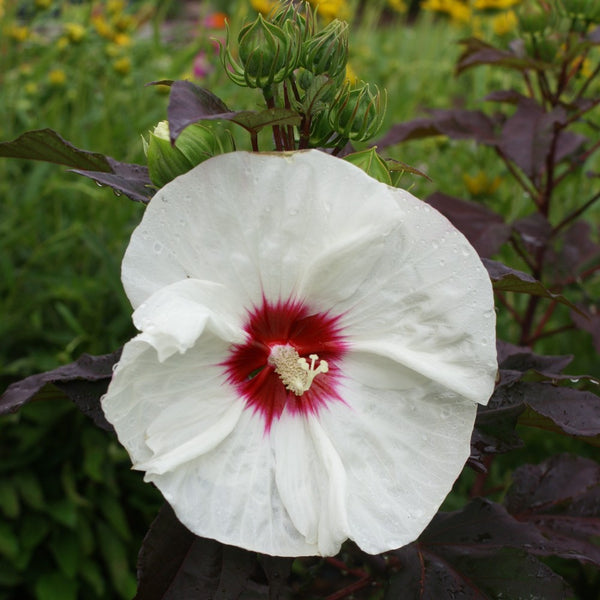 Hibiscus – Easy To Grow Bulbs
