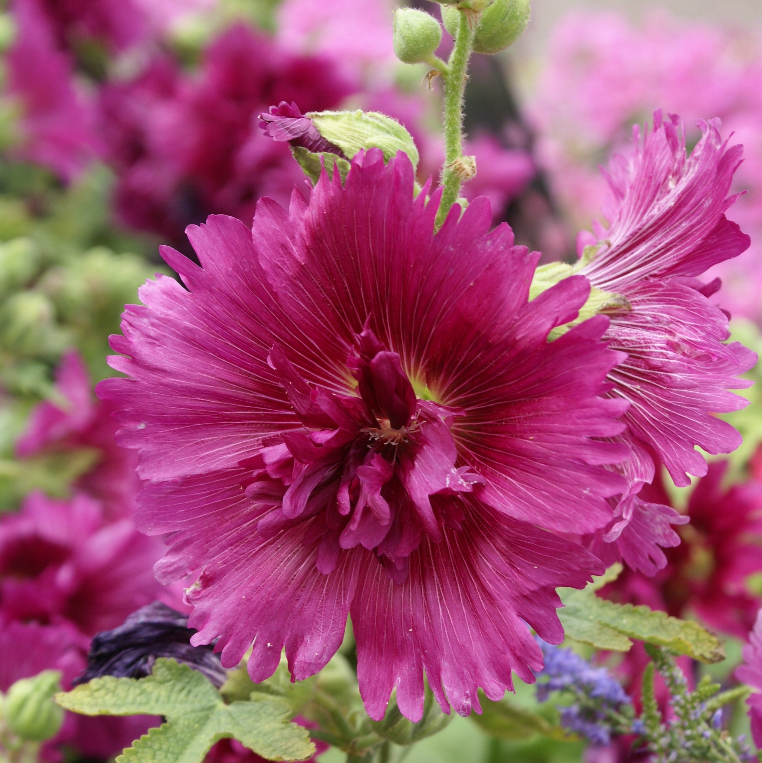 Miniature Hollyhock Info