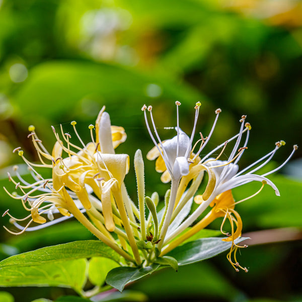 Fast-Growing Starter Plant For Sale | Honeysuckle (Lonicera) – Easy To ...