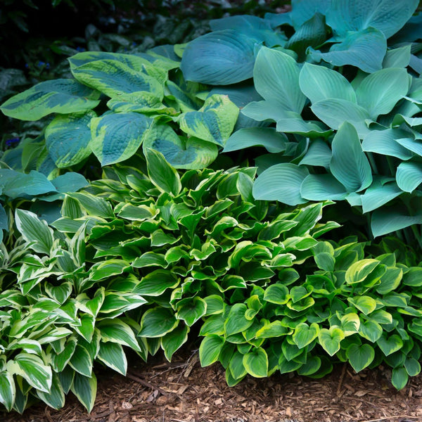 Hosta Bulbs for Sale Online – Easy To Grow Bulbs