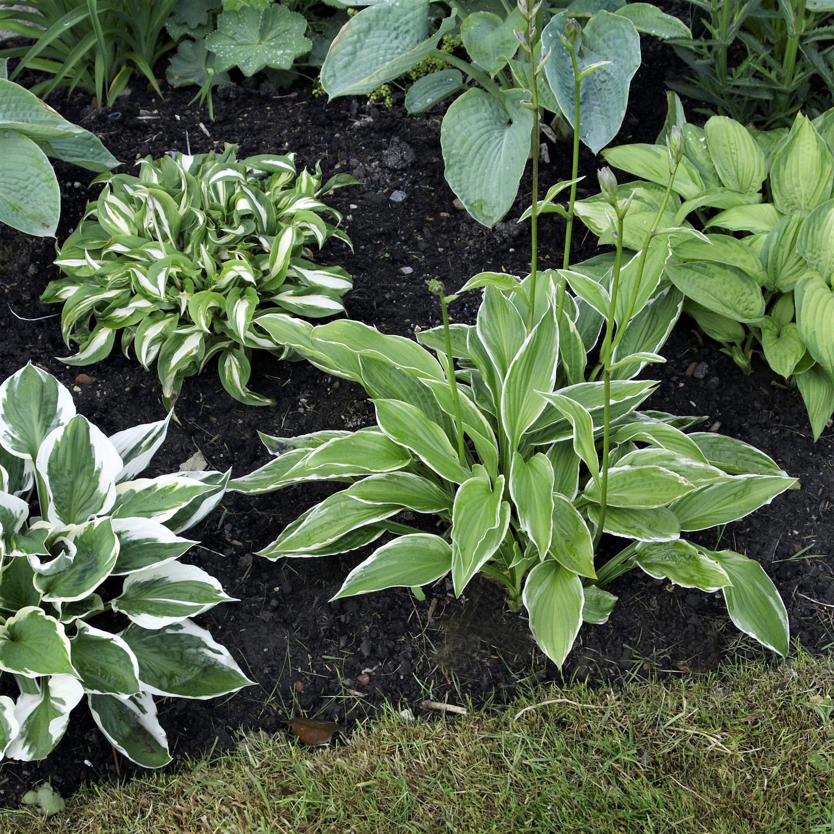 Mixed Hosta Bare Roots For Sale | Hosta Bumper Crop Mix – Easy To Grow ...