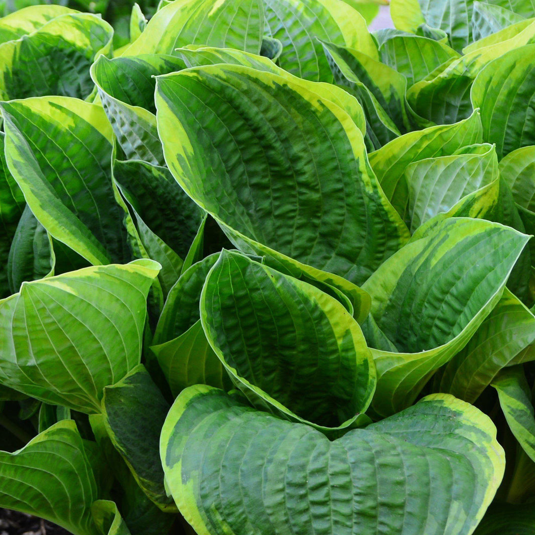 Hosta Bulbs for Sale Online – Easy To Grow Bulbs