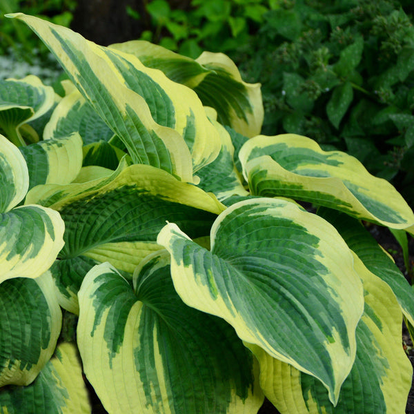 Lovely Blue-Green Hosta Plants for Sale Online | Earth Angel – Easy To ...