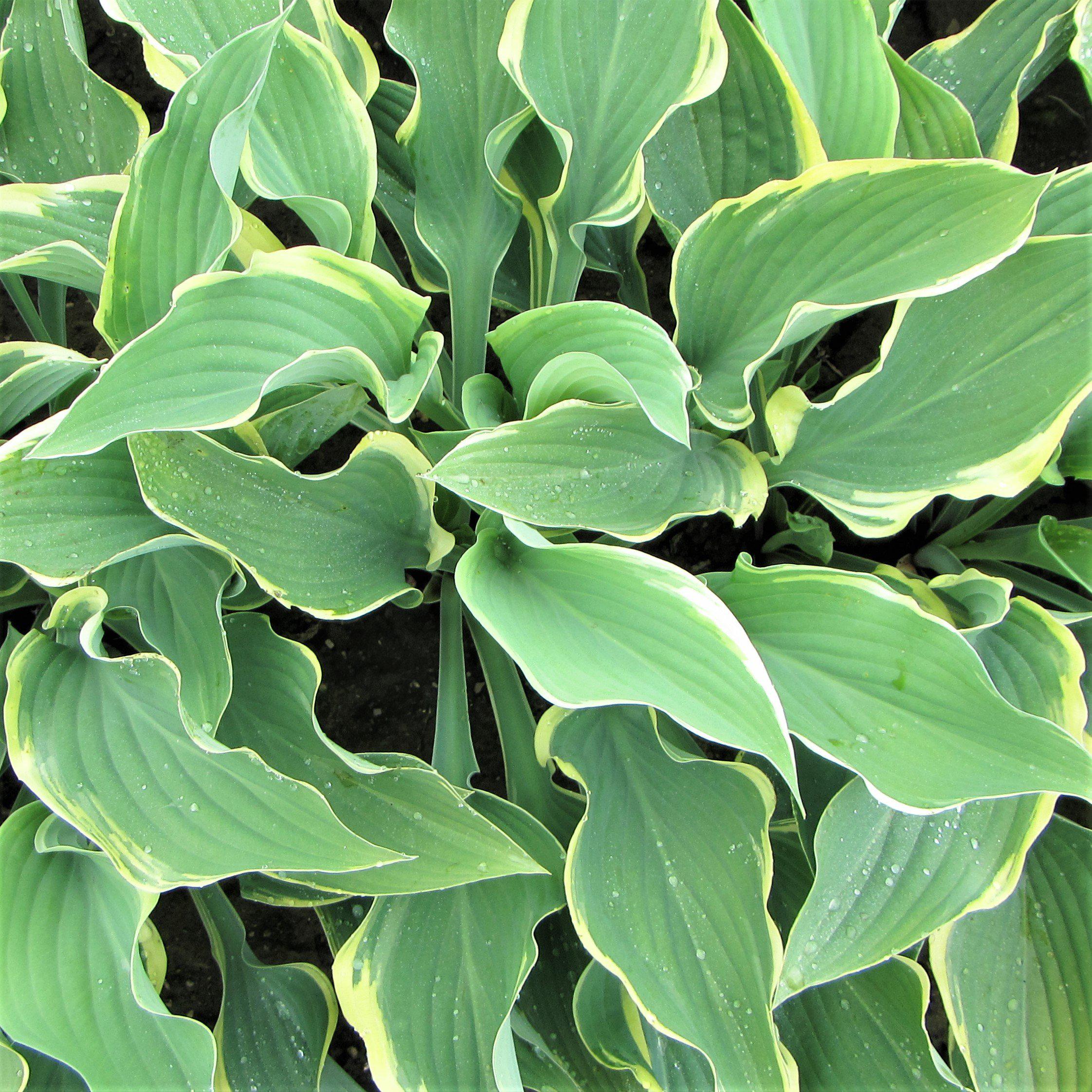 Frosted Blue-Green Hosta Plants For Sale | Regal Splendor – Easy To ...