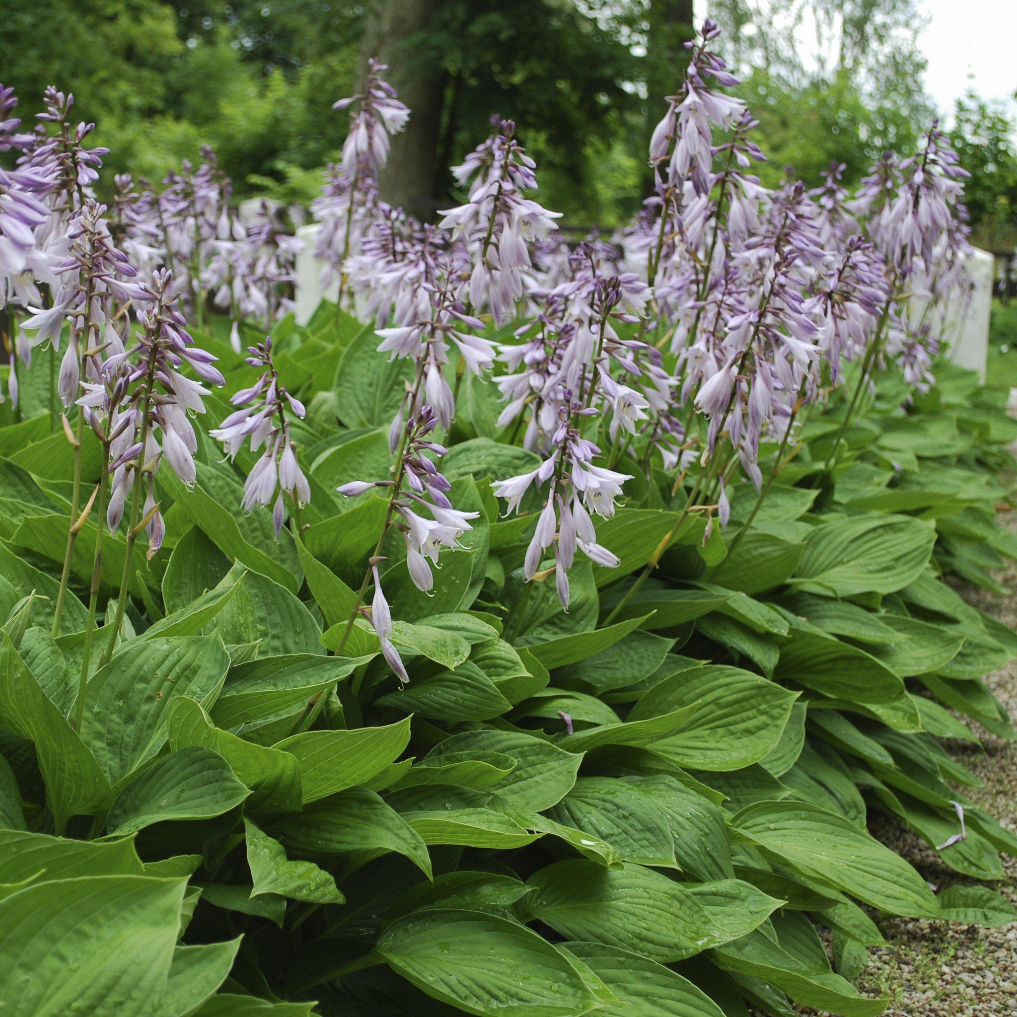 Pretty Blue-Gray Hosta Plants For Sale | Sieboldiana Elegans – Easy To ...