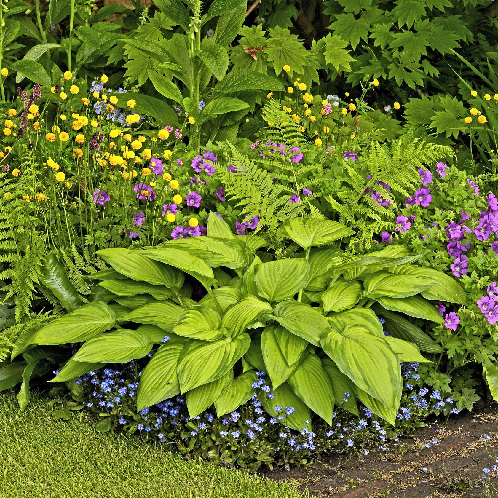 Elegant Hosta Plants For Sale Online | Stained Glass | Sun Tolerant ...