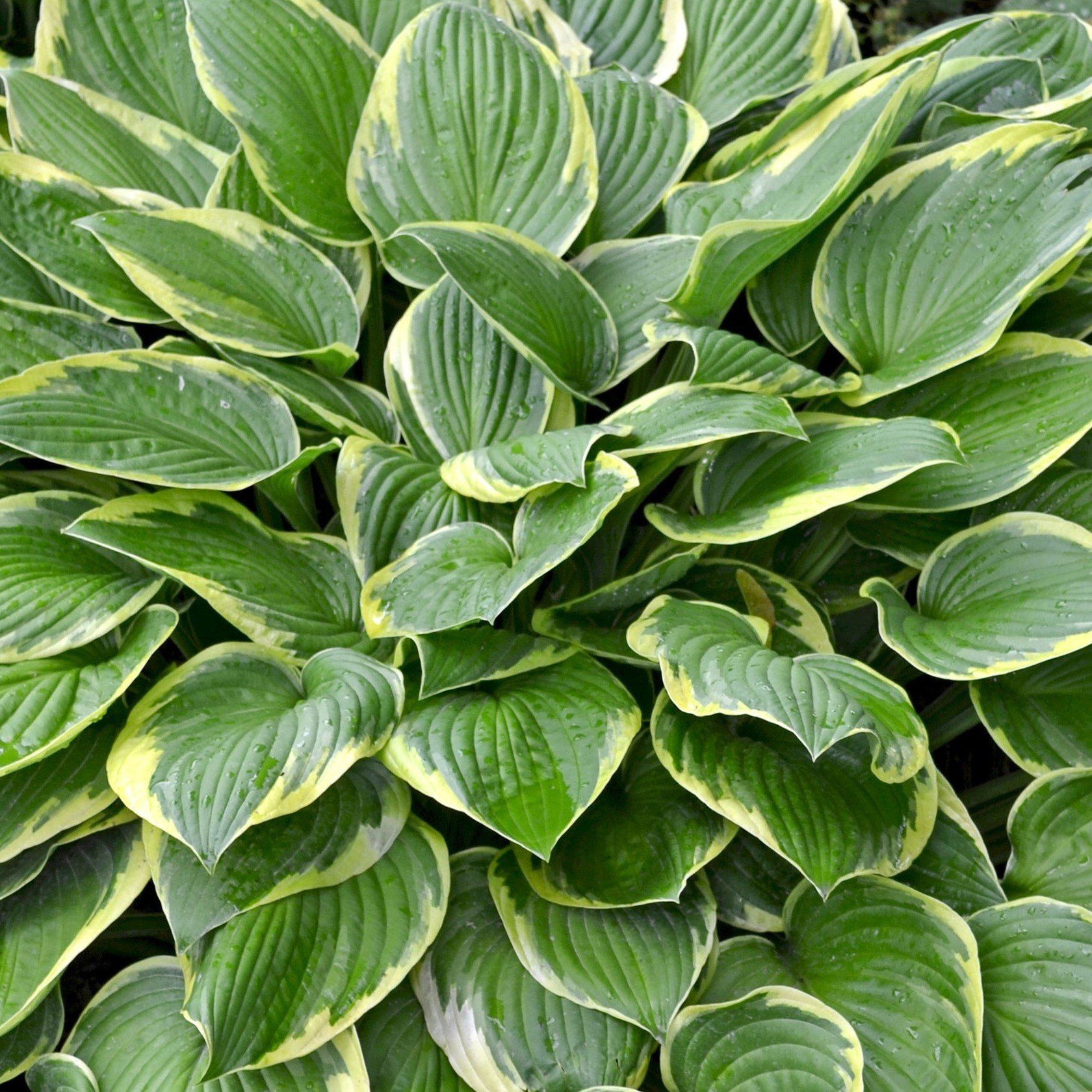 Heart-Shaped Hosta Plants For Sale Online | Wide Brim – Easy To Grow Bulbs