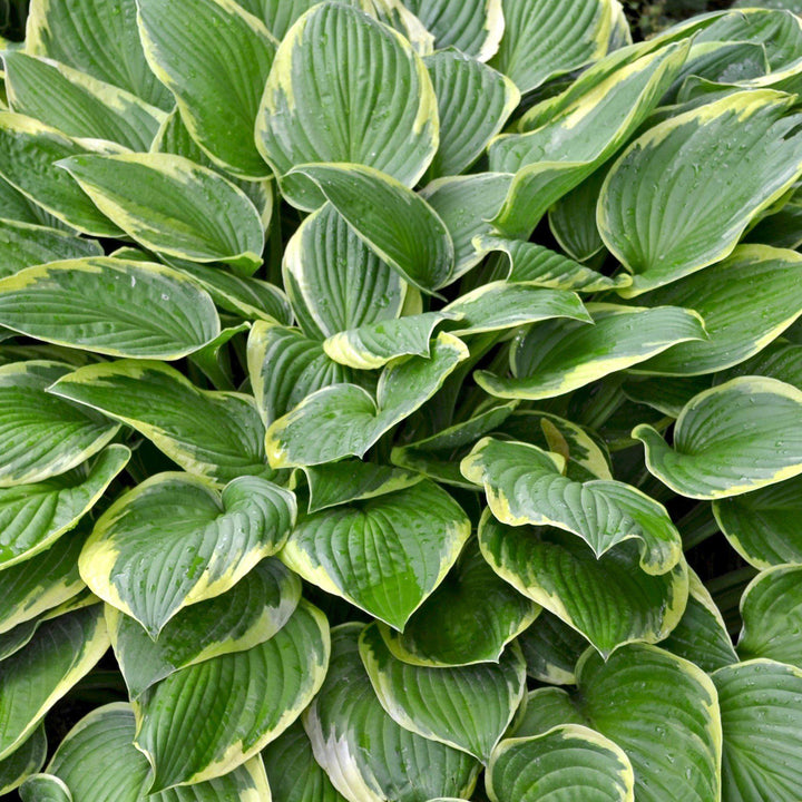 Hosta Bulbs for Sale Online – Easy To Grow Bulbs